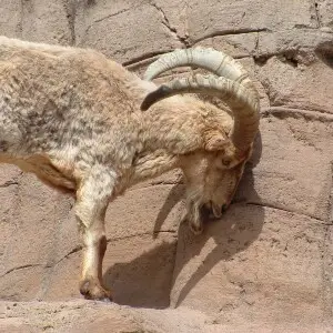 West Caucasian tur - Facts, Diet, Habitat & Pictures on Animalia.bio