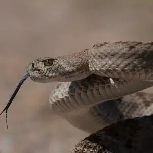 Western Diamondback Rattlesnake - Facts, Diet, Habitat & Pictures on ...