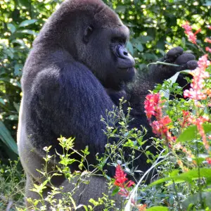 Western lowland gorilla - Facts, Diet, Habitat & Pictures on Animalia.bio