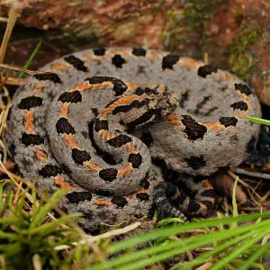 Pygmy Rattlesnake - Facts, Diet, Habitat & Pictures on Animalia.bio