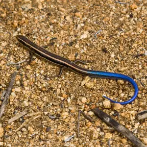 Western Skink - Facts, Diet, Habitat & Pictures on Animalia.bio