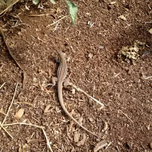 New Mexico Whiptail - Facts, Diet, Habitat & Pictures on Animalia.bio