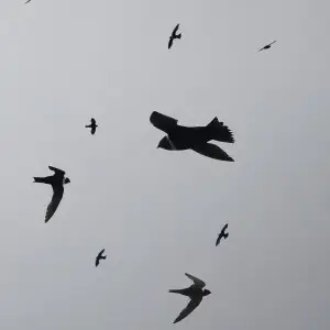 Streptoprocne zonaris - факти, дієта, ареал і фотографії на Animalia.bio