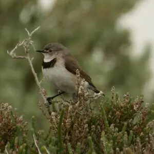 White-fronted chat - Facts, Diet, Habitat & Pictures on Animalia.bio