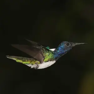 White-necked jacobin - Facts, Diet, Habitat & Pictures on Animalia.bio