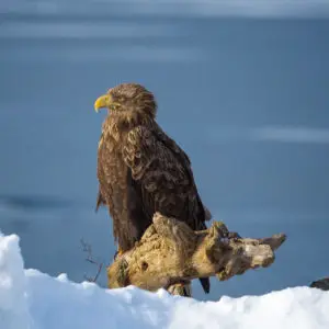 White-Tailed Eagle - Facts, Diet, Habitat & Pictures on Animalia.bio