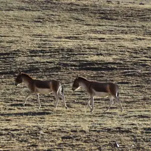 Turkmenian kulan - Facts, Diet, Habitat & Pictures on Animalia.bio