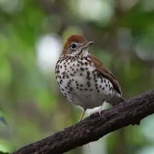 Wood Thrush - Facts, Diet, Habitat & Pictures on Animalia.bio