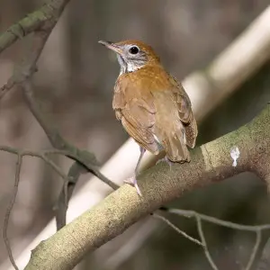 Wood Thrush - Facts, Diet, Habitat & Pictures on Animalia.bio
