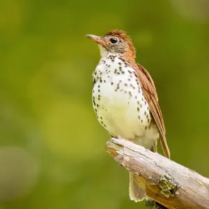 Wood Thrush - Facts, Diet, Habitat & Pictures on Animalia.bio