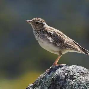 Woodlark - Facts, Diet, Habitat & Pictures on Animalia.bio