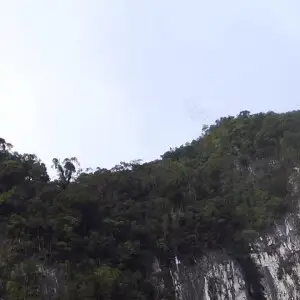 Wrinkle-lipped free-tailed bat - Facts, Diet, Habitat & Pictures on ...