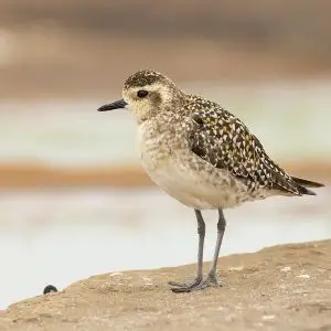 Pacific Golden Plover - Facts, Diet, Habitat & Pictures on Animalia.bio