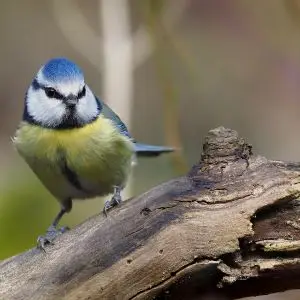 Eurasian Blue Tit - Facts, Diet, Habitat & Pictures on Animalia.bio