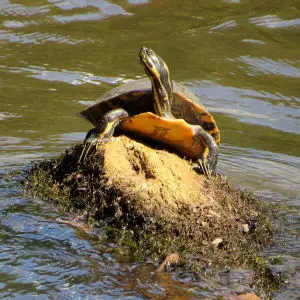 River Cooter - Facts, Diet, Habitat & Pictures on Animalia.bio