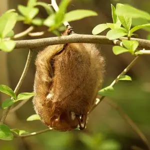 Eastern Red Bat - Facts, Diet, Habitat & Pictures on Animalia.bio
