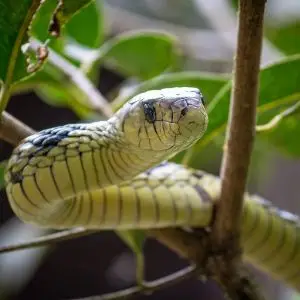 Chicken Snake - Facts, Diet, Habitat & Pictures on Animalia.bio