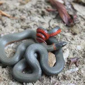 Ring-Necked Snake - Facts, Diet, Habitat & Pictures on Animalia.bio