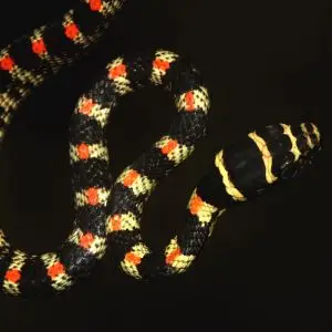 Golden Tree Snake - Facts, Diet, Habitat & Pictures on Animalia.bio