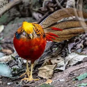 Golden Pheasant - Facts, Diet, Habitat & Pictures on Animalia.bio