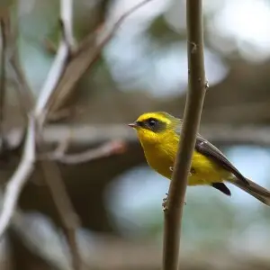 Yellow-bellied fantail - Facts, Diet, Habitat & Pictures on Animalia.bio