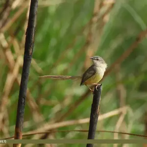 Yellow-bellied prinia - Facts, Diet, Habitat & Pictures on Animalia.bio