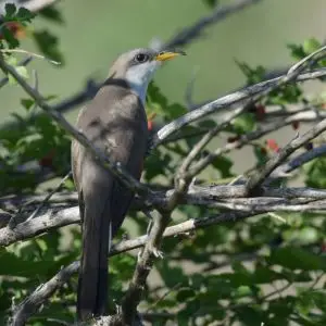 Yellow-Billed Cuckoo - Facts, Diet, Habitat & Pictures on Animalia.bio