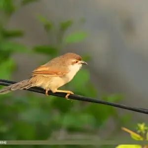 Yellow-eyed babbler - Facts, Diet, Habitat & Pictures on Animalia.bio