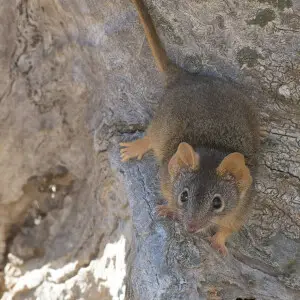 Yellow-footed antechinus - Facts, Diet, Habitat & Pictures on Animalia.bio