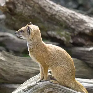 Yellow Mongoose - Facts, Diet, Habitat & Pictures on Animalia.bio