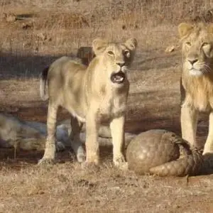 Indian Pangolin - Facts, Diet, Habitat & Pictures on Animalia.bio