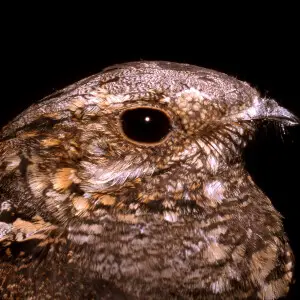 European nightjar - Facts, Diet, Habitat & Pictures on Animalia.bio