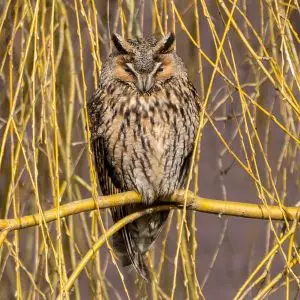 Long-Eared Owl - Facts, Diet, Habitat & Pictures on Animalia.bio