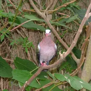 Pink Pigeon - Facts, Diet, Habitat & Pictures on Animalia.bio