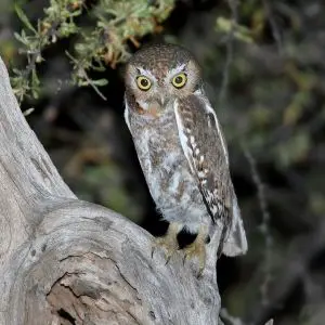 Elf Owl - Facts, Diet, Habitat & Pictures on Animalia.bio