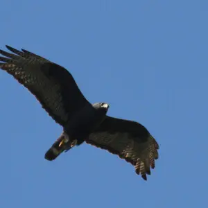 Zone-tailed hawk - Facts, Diet, Habitat & Pictures on Animalia.bio