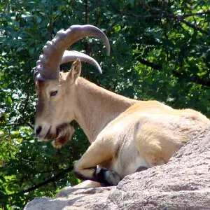 West Caucasian tur - Facts, Diet, Habitat & Pictures on Animalia.bio